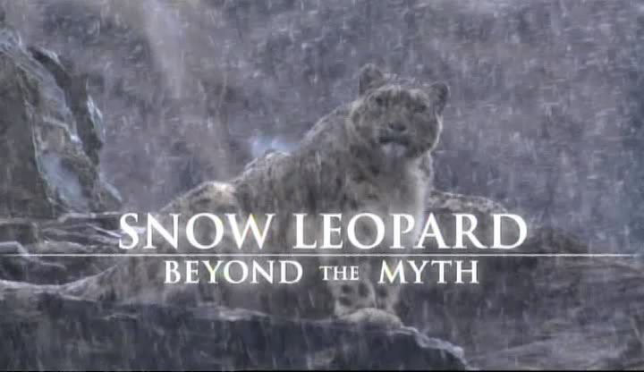 电影《BBC Natural World：Snow Leopard-Beyond the Myth》下载 - 第1页 - 户外资料 - 8264户外