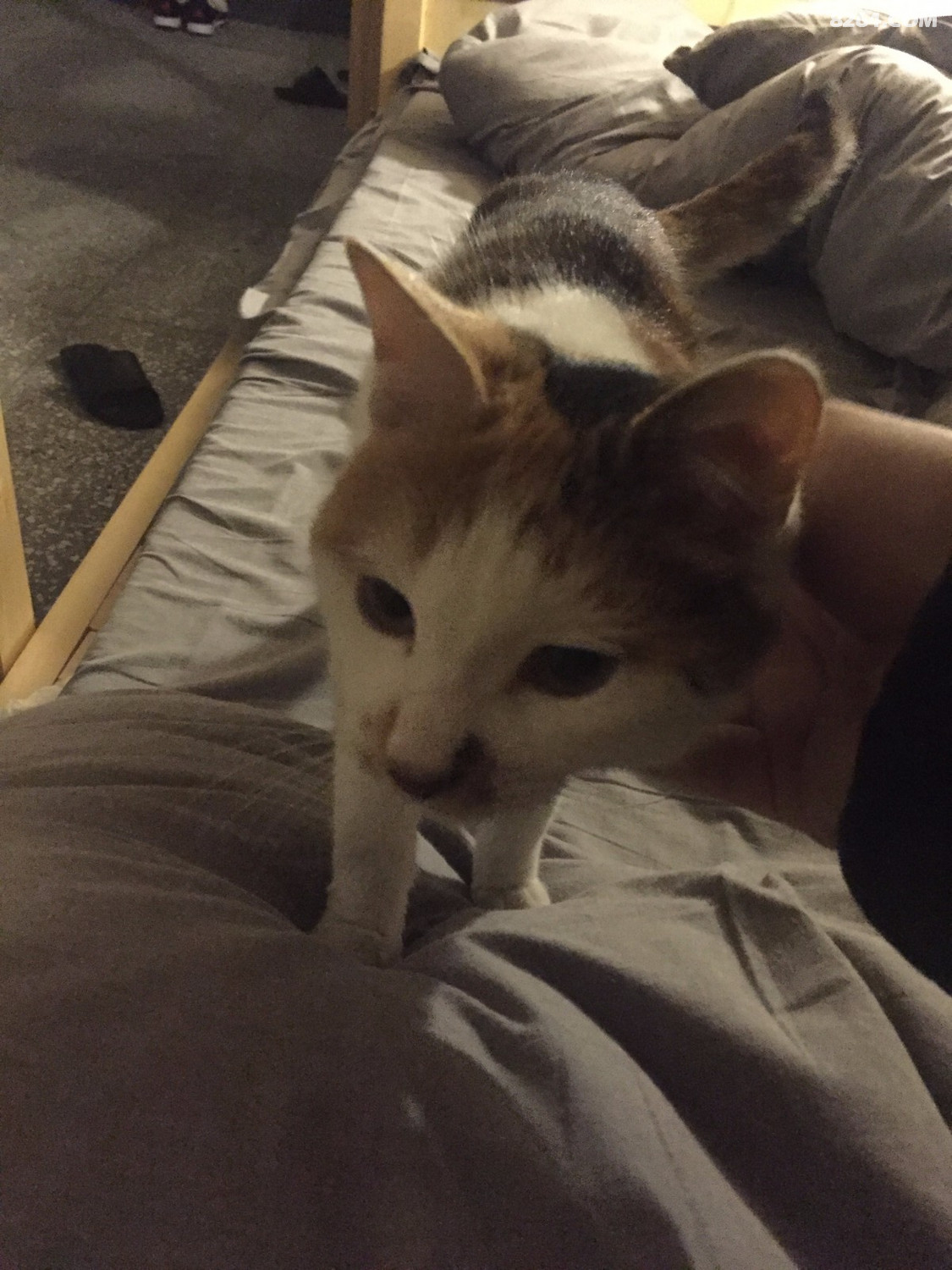 昱岭关，第一次下撤给了你。17年末 - 第1页 - 福建 - 8264户外