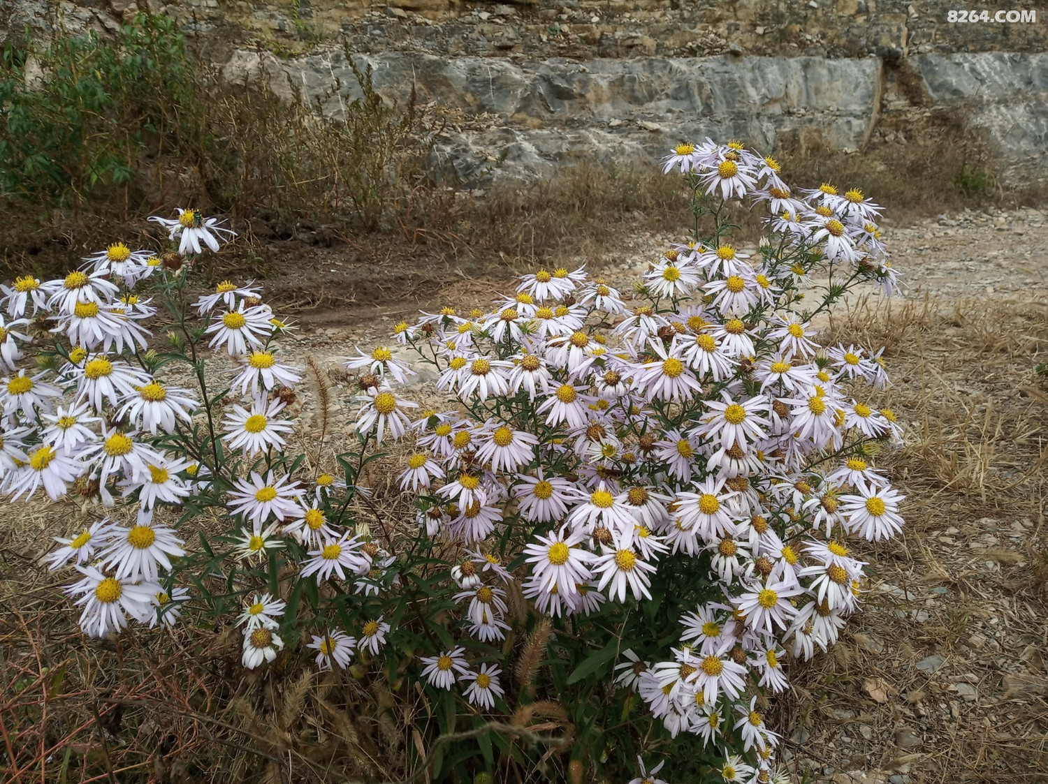 秋季一条无名的小山沟 - 第1页 - 山东 - 8264户外