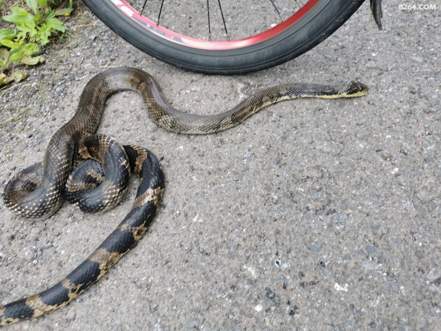 环中国—记2021-2023骑小折叠车，沿G228 G331 G219，三条国道连起来绕中国版图一圈。 - 第209页 - 骑行天下 - 8264户外