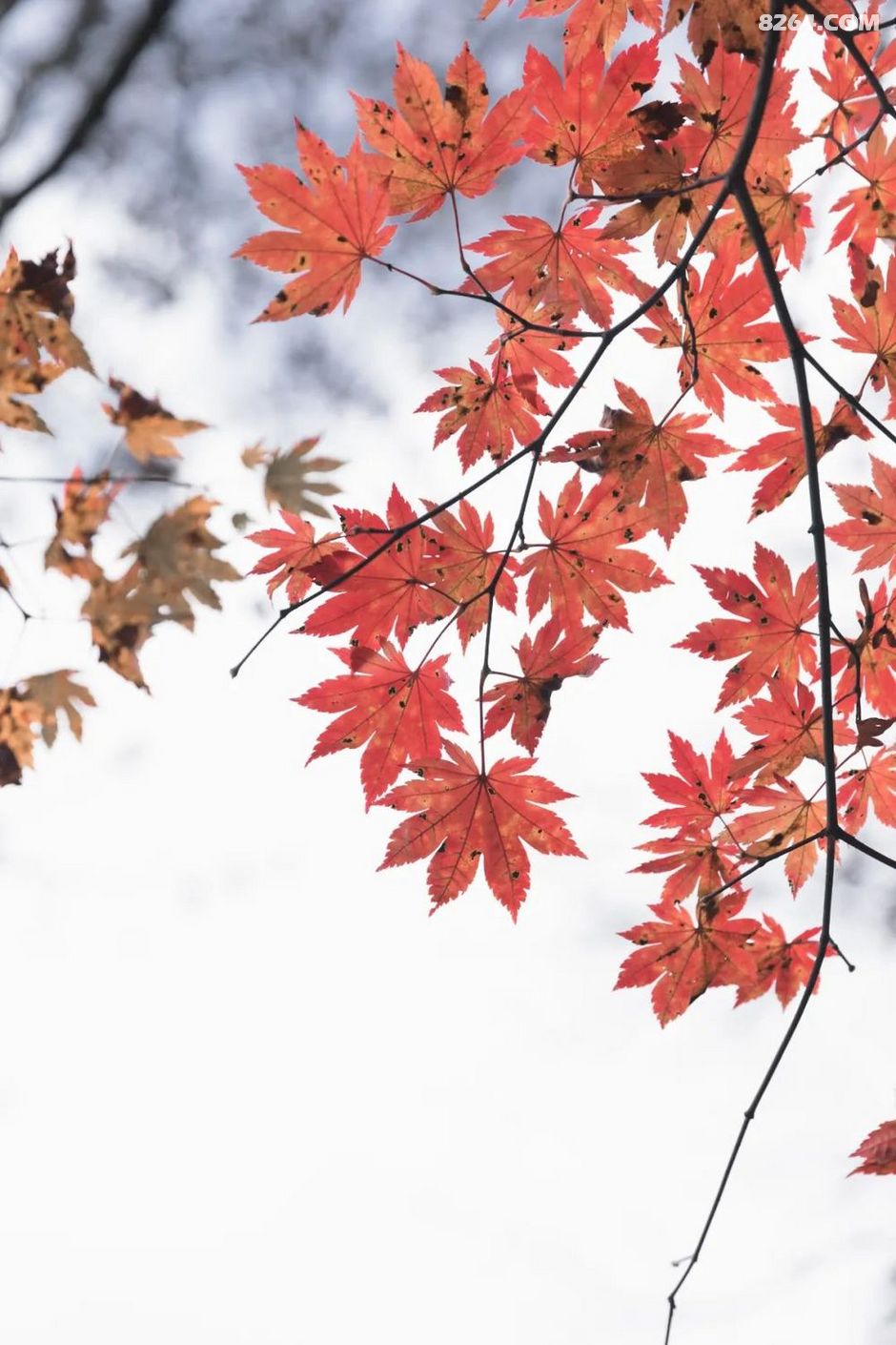 东北的红叶有多红？ - 第1页 - 山东 - 8264户外